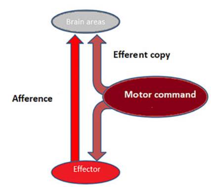 RAMR - Volume 23 Number 4 - Series on Dyspnea. Part 3. Mechanisms ...