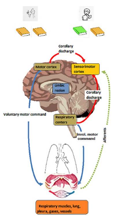 RAMR - Volume 23 Number 4 - Series on Dyspnea. Part 3. Mechanisms ...